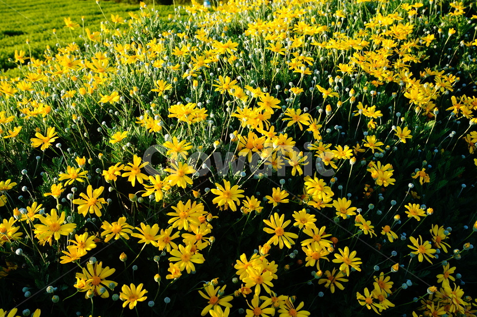 꽃, 꽃밭, 노란꽃, 배경, 노란색, 사진,이미지,일러스트,캘리그라피 - 하루끝에작가