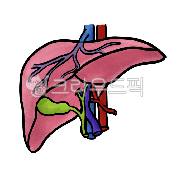 간, 혈관, 소간, 간일러스트, 인체, 사진,이미지,일러스트,캘리그라피 - dallang작가