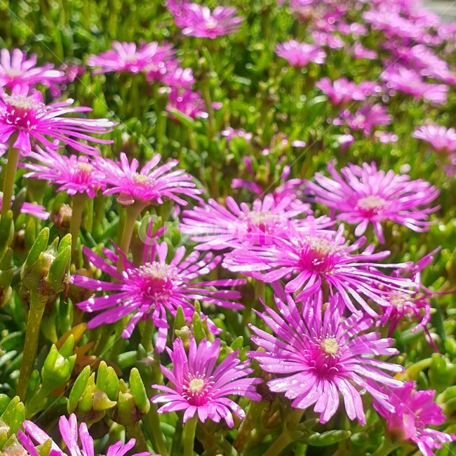 꽃, 여름, summer, 식물, 길꽃, 사진,이미지,일러스트,캘리그라피 - Sosomi작가