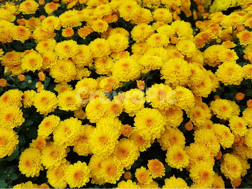 꽃, 식물, 노란꽃, 근접촬영, flower, 사진,이미지,일러스트,캘리그라피 - 왕큰눈망울씨작가