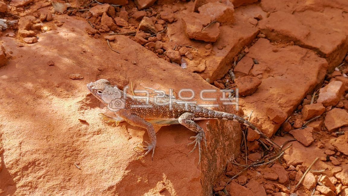 soil, 토양, animal, 동물, lizard, 사진,이미지,일러스트,캘리그라피 - tswoopak작가