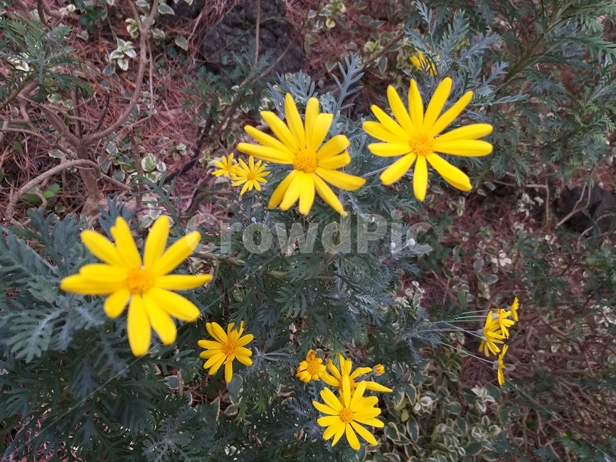 flower, 꽃, 들꽃, 식물, 노란꽃, 사진,이미지,일러스트,캘리그라피 - 찌으니이작가