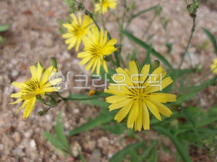 노랑, 식물, 푸른잎, 나무, 노란꽃, 사진,이미지,일러스트,캘리그라피 - smurfthing작가