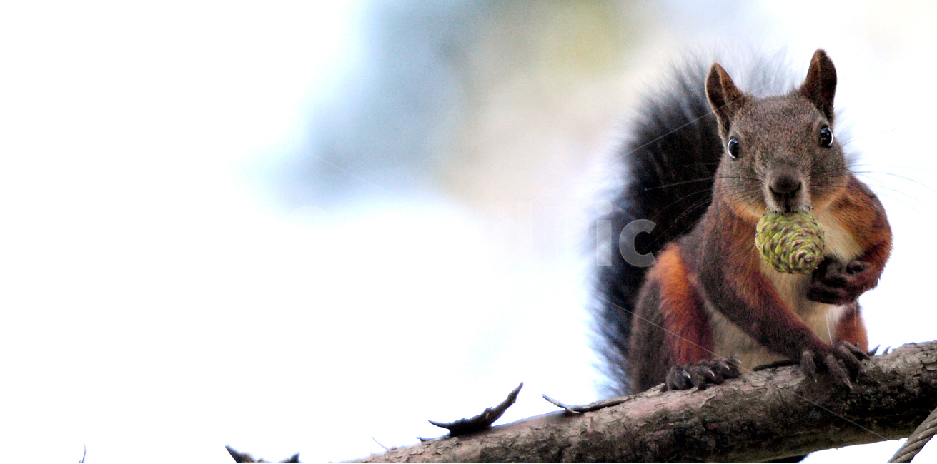 다람쥐, 청설모, 청서, 동물, squirrel, 사진,이미지,일러스트,캘리그라피 - 스트롱맨작가