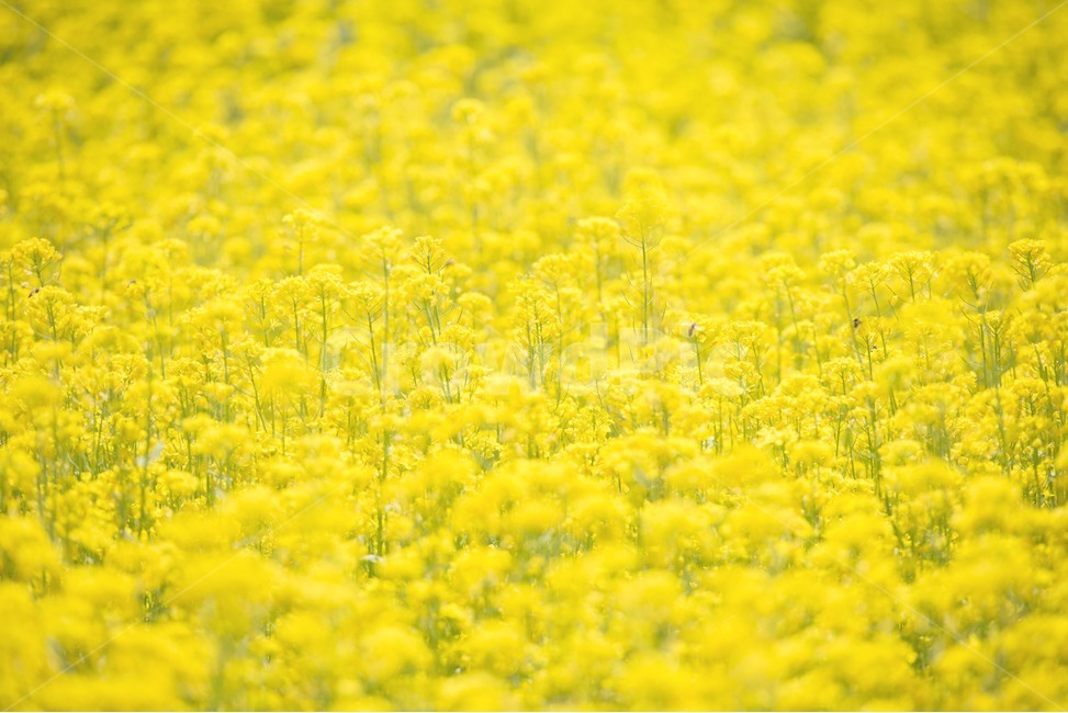 유채꽃, 노란꽃, 식물, 꽃, 자연, 사진,이미지,일러스트,캘리그라피 - Bamtol작가