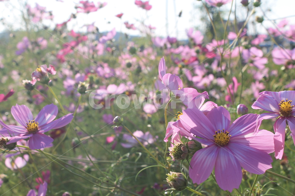 cosmos, autumn, fall, 가을, 꽃, 사진,이미지,일러스트,캘리그라피 - Nmnicys작가